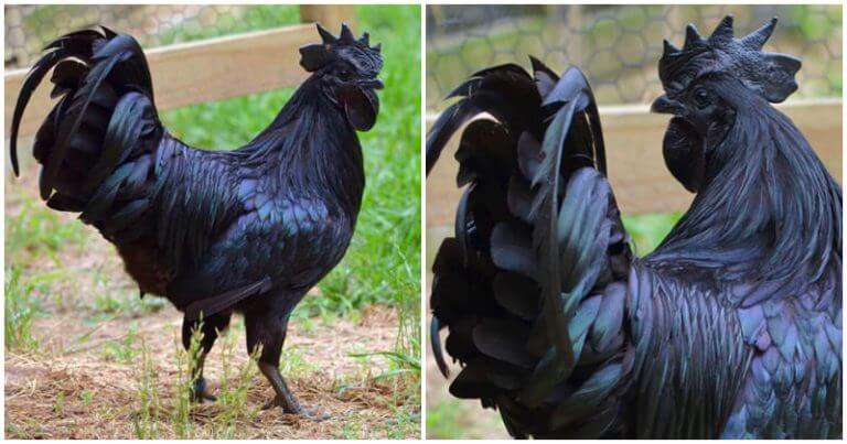 Meet Ayam Cemani, An Exotic Chicken Breed of Indonesia That Is Black ...