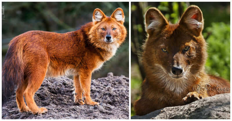 Get To Know The Asian Mountain Wolf Dhole And Their Amazing Look!
