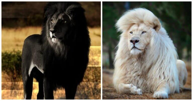 Top Most Unique Lions In The World, Do You Know Them?