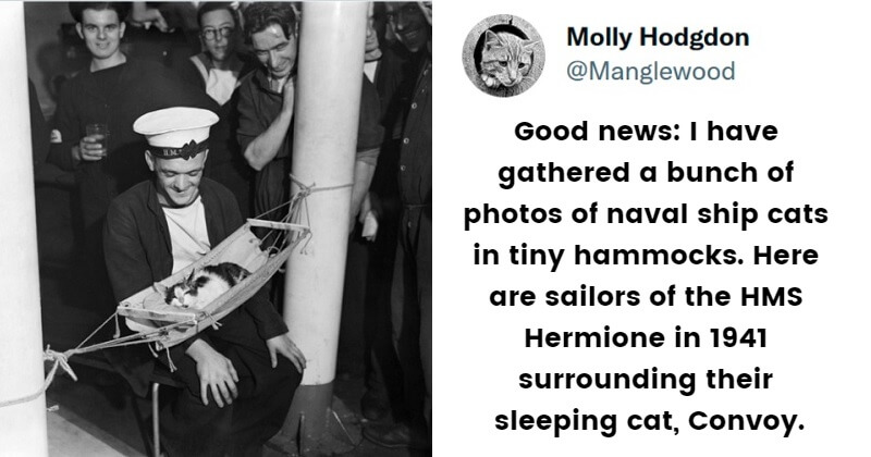 Historical Photos Of Naval Ships’ Cats Chilling In Their Tiny Hammocks ...