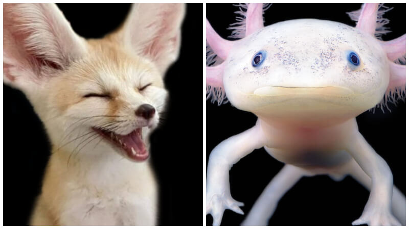 7 Exotic Animals You Can Have As Pets Without Breaking The Laws