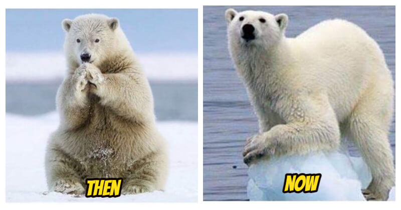 15 Global Warming Memes That Will Make You Laugh In Tears