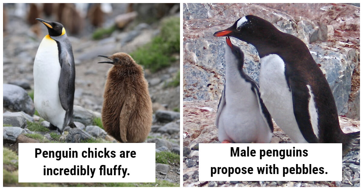 25 Absolutely Amazing Facts You Never Knew About Penguins